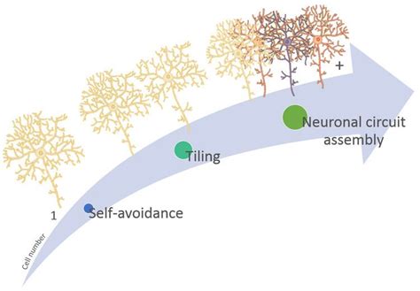Neuronal Self Avoidance Alchetron The Free Social Encyclopedia