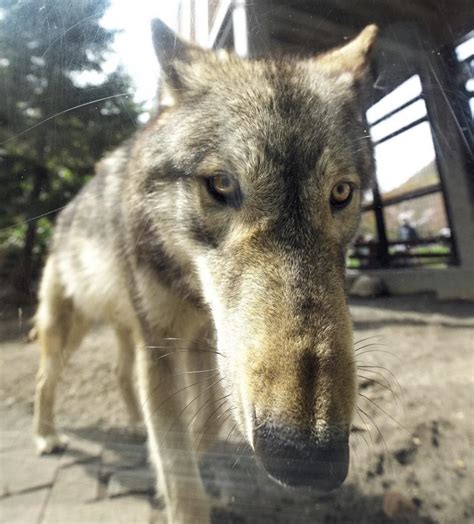 Silly Wolf Saturday Rwolves