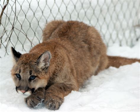 Fluff R Cougarphotos