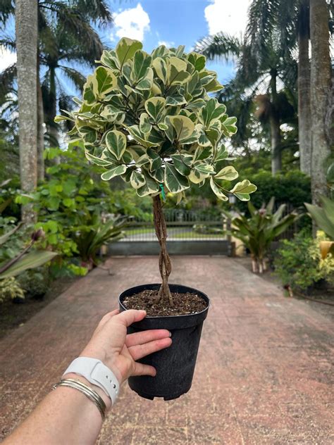 Variegated Ficus Natalensis Ficus Triangularis 6” Pot Tree Form