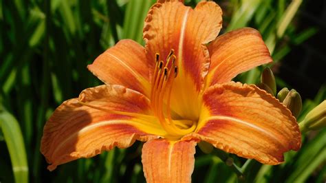 Unlocking The Secret Of Tiger Lily Tiger Lily Lily Plants