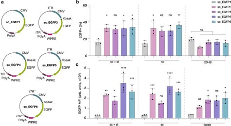 Enhanced Gene Expression From Alternative Scaffold Sequences A Scaffold Download Scientific