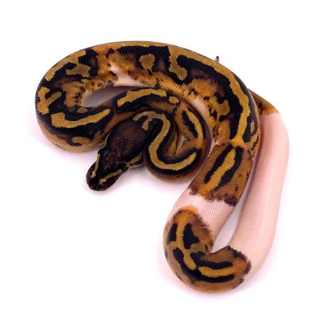 Python Regius Pied Het Axanthic Vpi Python Royal Reptilis