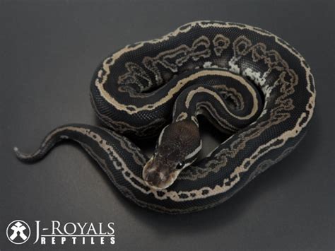 Onyx Ball Python By J Royals Reptiles