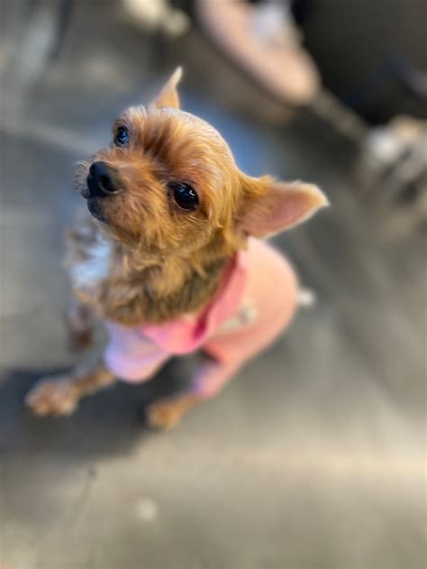 요크셔테리어설이강아지 책임분양♥ 강아지•고양이입양 강아지보호소 고양이보호소 무료분양 아이조아보호소