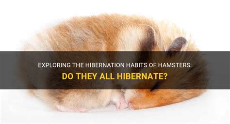 Exploring The Hibernation Habits Of Hamsters Do They All Hibernate