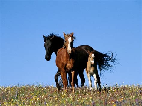 Horse Animal Of The World Wiki Fandom