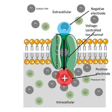 The Schematic Graph Of Motor Neuron The Motor Neuron Could Be Divided Download Scientific