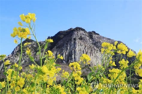 파란 하늘 아래 노란 유채꽃 연합뉴스