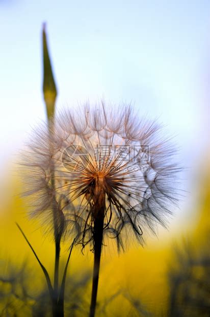 Dandelionretailion大型的dandelion近视图显示花头上附着的种子细节用浅深的田地本迪克森美丽一种高清图片下载 正版图片