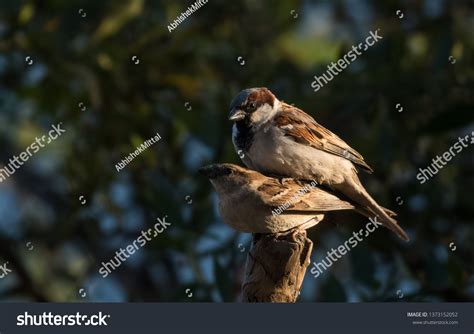 House Sparrow Bird Couple Mating On Stock Photo Shutterstock
