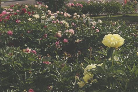 Elsa Sass Prairie Peonies