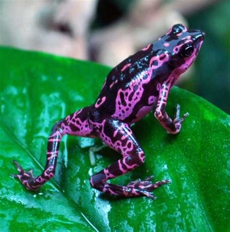 Costa Rican Variable Harlequin Toad The Intriguing Atelopus Varius