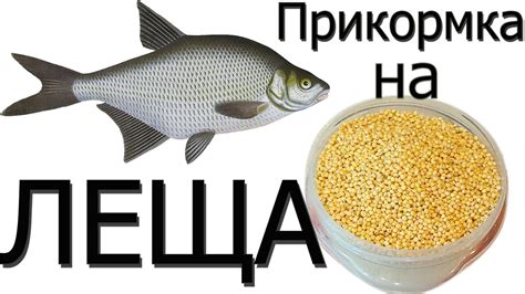 Прикормка на Леща | Приготовление Пшонной каши для белой рыбы - YouTube