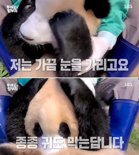 할부지 강철원 사육사가 밝힌 판다 푸바오가 사람 같다고 느껴지는 순간 잔소리 하면