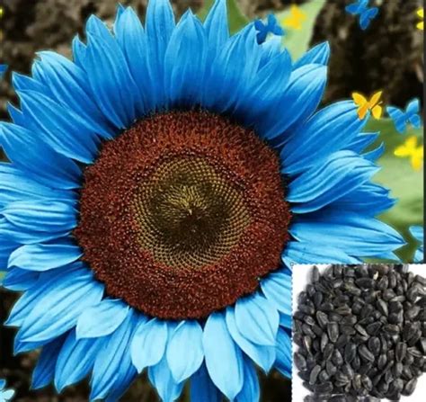 50pcs Midnight Oil Blue Sunflower Seeds Rare Bonsai Black Hybrid For