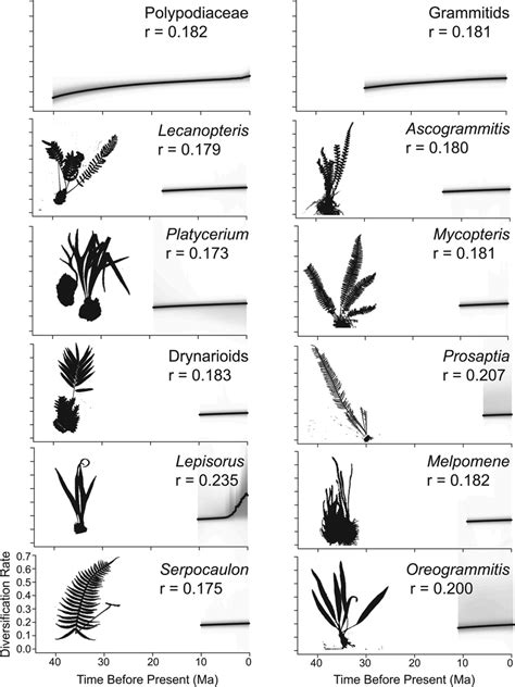 Estimated Diversification Rates Through Time For Selected Lineages Of