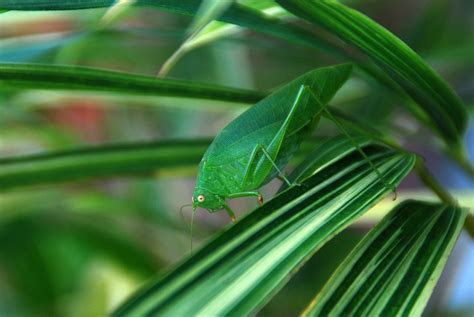 Grasshopper Bug Insect Free Photo On Pixabay Pixabay
