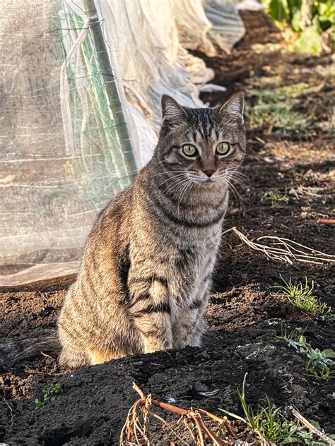 Domestic Cat From Japan On January 1 2026 At 0159 Pm By Naochin