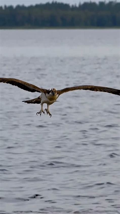 Тана Лууван идэж буй том баавгай Big Bear Eating Carrots🐻 Instagram