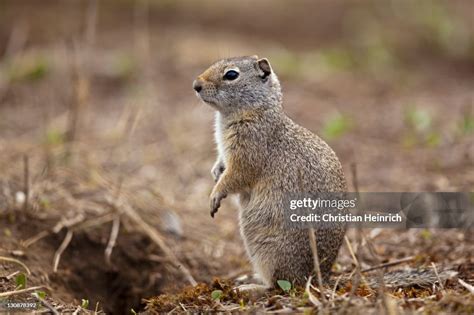 Uinta Ground Squirrel Yellowstone National Park Wyoming Idaho Montana