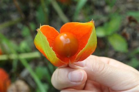 김민철의 꽃이야기 꽈리 연인 지키는 오렌지색 파수꾼 네이트 뉴스