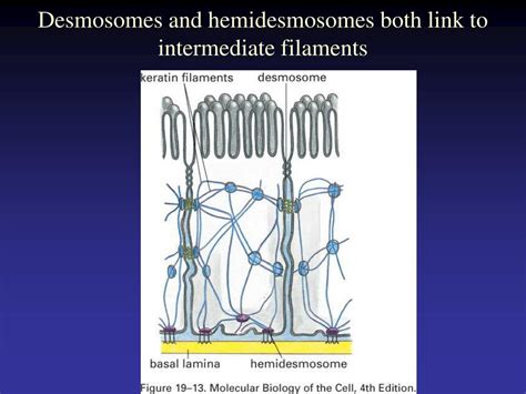 Ppt Cell Junctions And Extra Cellular Matrix Ii Powerpoint Presentation Id 318060