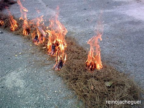 Reino Já Cheguei Assar Castanhas Na Caruma Hoje