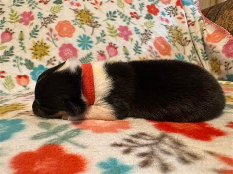 Lightning Jp Corgi Ranch