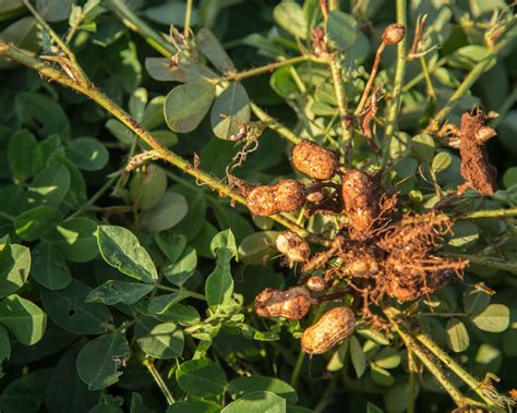 Peanut Growing In Pots Easy Steps For Success Complete Gardening