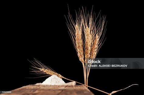 검은 배경에 밀가루와 밀이나 호밀의 황금 귀의 슬라이드 작물 실패와 곡물 부족의 개념 선택적 초점 복사 공간 Farro에 대한 스톡 사진 및 기타 이미지 Istock