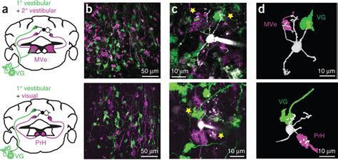 david digregorio synaptic basis of multisensory information processing in the cerebellar