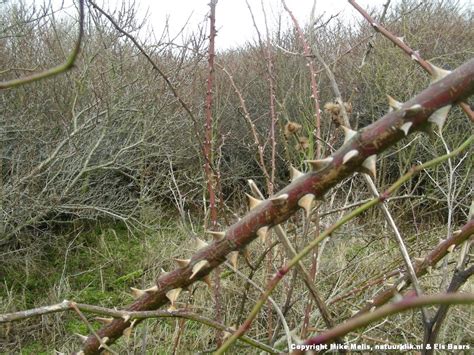 Waarom De Stekels Van De Roos Naar Beneden Wijzen 023 Natuurverhalen