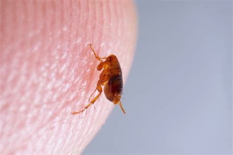 What Do Flea Bites Look Like McCall Pest Wildlife