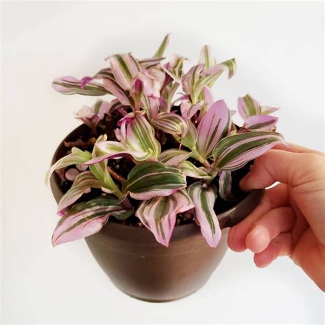 Spiderwort Indoor Plant Care And Growing Guide Trimmed Roots