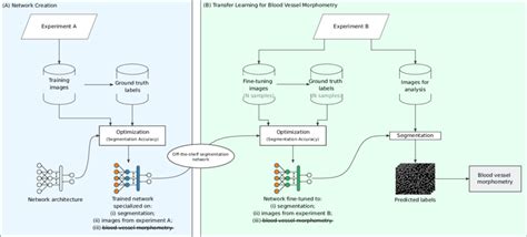 Detailed Illustration Of The Transfer Learning Approach Depicted In Download Scientific Diagram