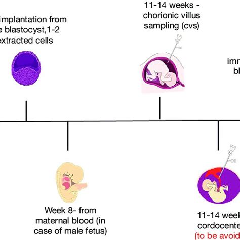 Genetic Testing Can Be Done At Different Timepoint In Conception