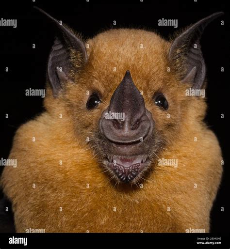 Spear Nosed Bat Diet