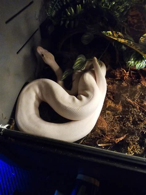First snake : r/ballpython