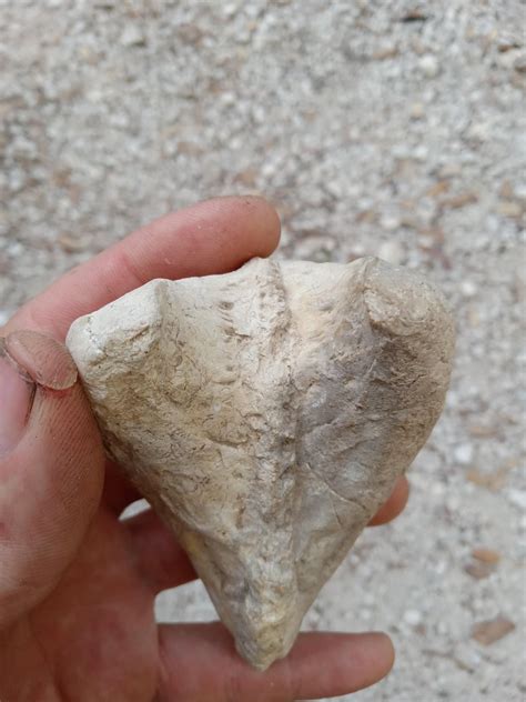 Looks Like A Bivalve But With Eyes Rfossils
