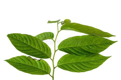 A Cluster Of Cananga Odorata Leaves Isolated On White Background Stock Image Image Of Asia