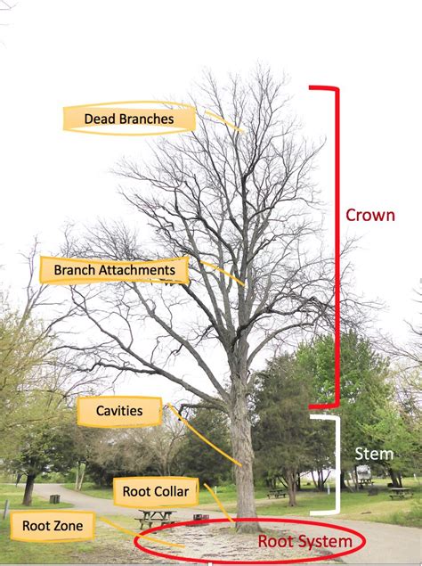 How To Identify Tree Defects And What To Do About It Purdue Extension Forestry And Natural
