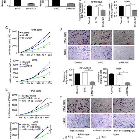 Expression And Biological Functions Of Mir 144 3p In Mm A Mir 144 3p Download Scientific