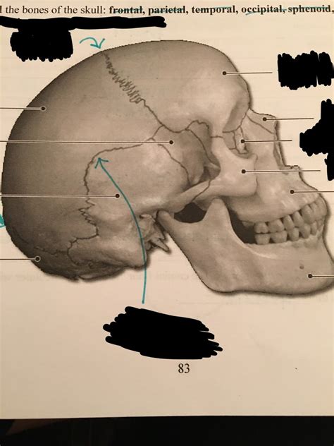 Cranium Diagram Diagram Quizlet