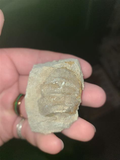 Found A Couple Shell Fossils Rfossils