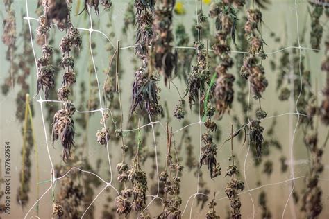 Dry Cannabis Flowers Plant Closeup With Fresh Fan Leaves Cola Pistil