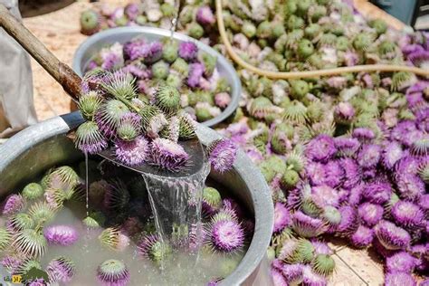 خار پیرزن یا گنج گوهر؛ گیاه بومی ایران که با خارمریم اشتباه گرفته‌ می