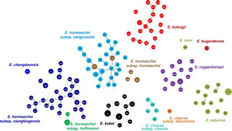 Frontiers Species Identification Antibiotic Resistance And