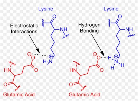 Next Revisit Glutamic Acid Lysine Salt Bridge Salt Bridge Protein