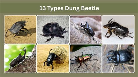 13 Types Dung Beetle Identification Habitat Behavior Diet And Lifecycle